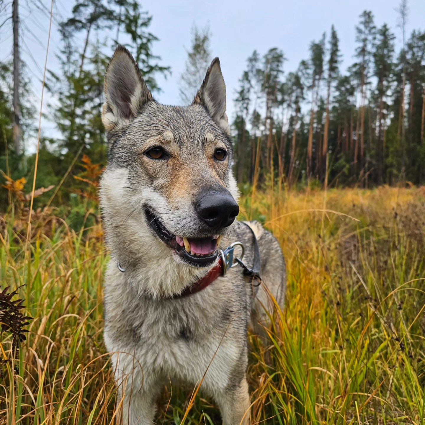 Breed history – Laumiukas